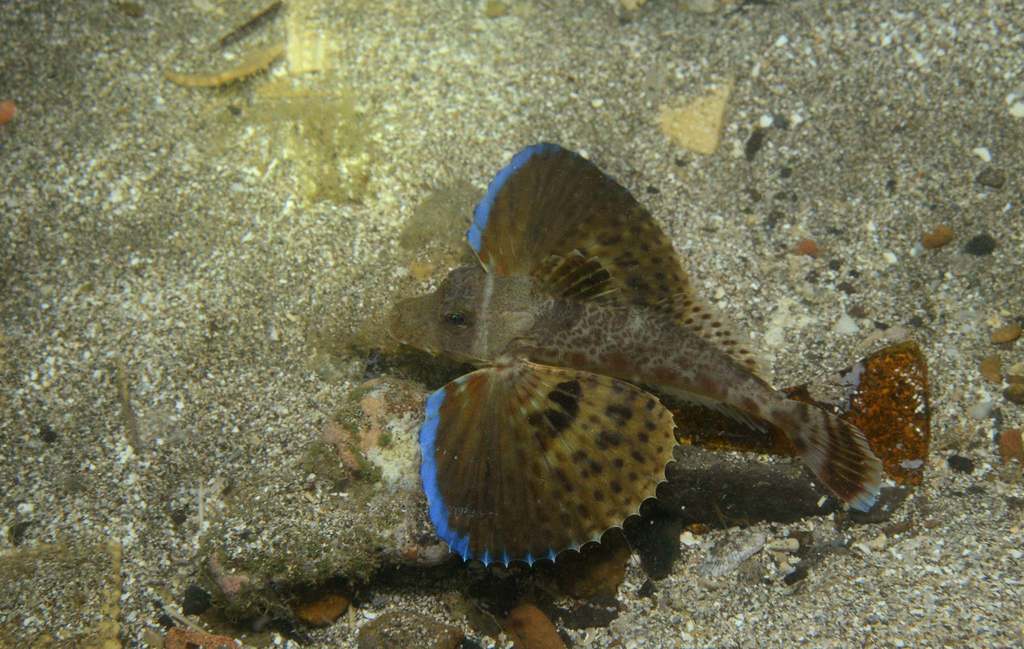 Bluewing Searobin from La Trinité, MQ-TR, MQ on June 7, 2017 at 03:48 ...