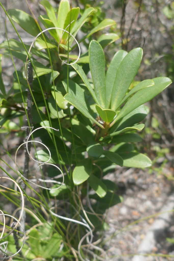 Dwarf Cape Beech from Sardinia Bay, Gqeberha, South Africa on October ...