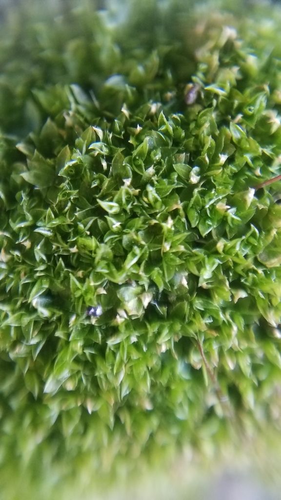 common bladder moss in November 2021 by Sarah R. · iNaturalist