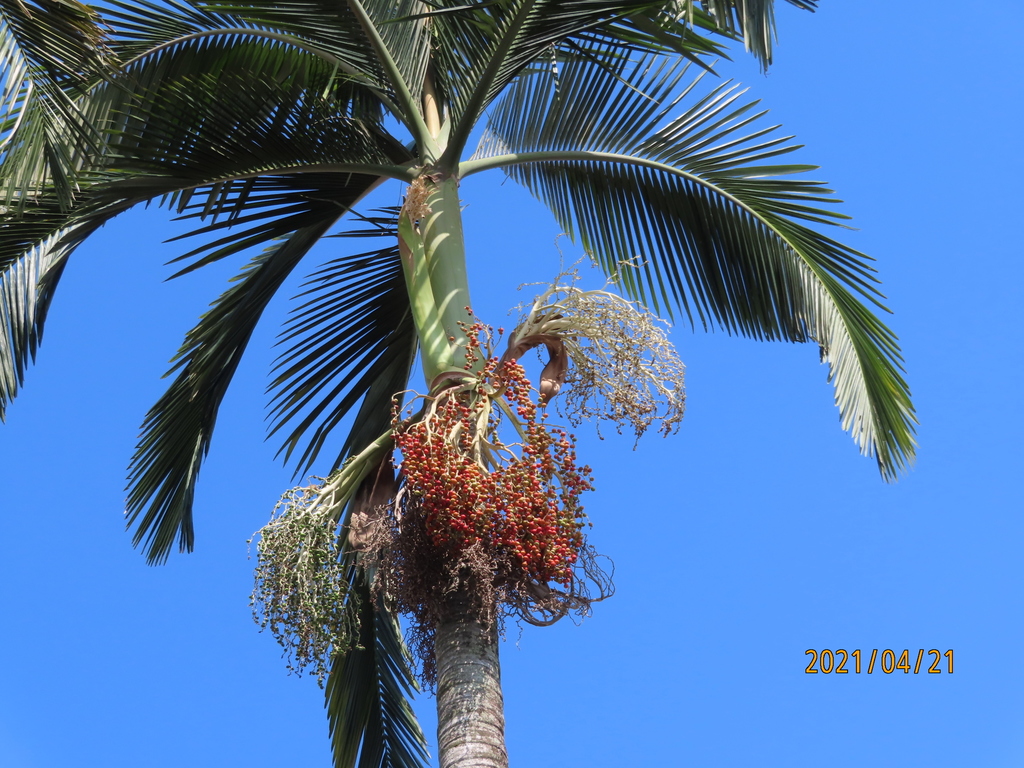 Alexandra Palm (Florianopolis - Plants - Monocots) · iNaturalist