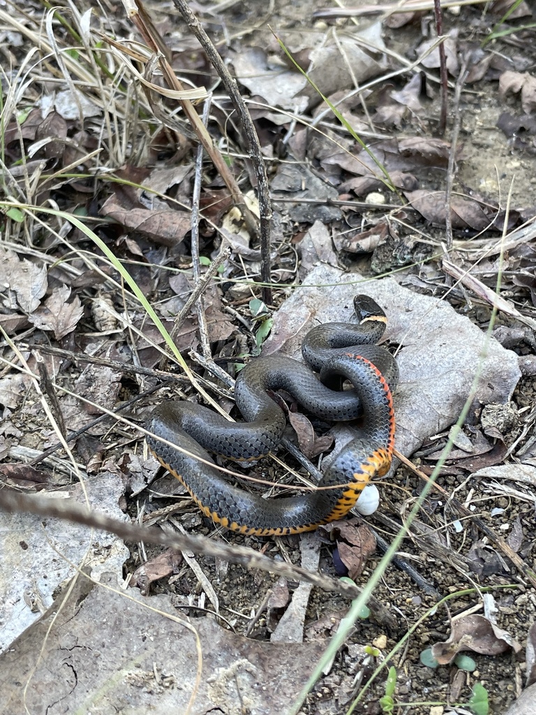 Prairie Ringneck Snake from Ray Roberts Lake State Park, Denton, TX, US ...