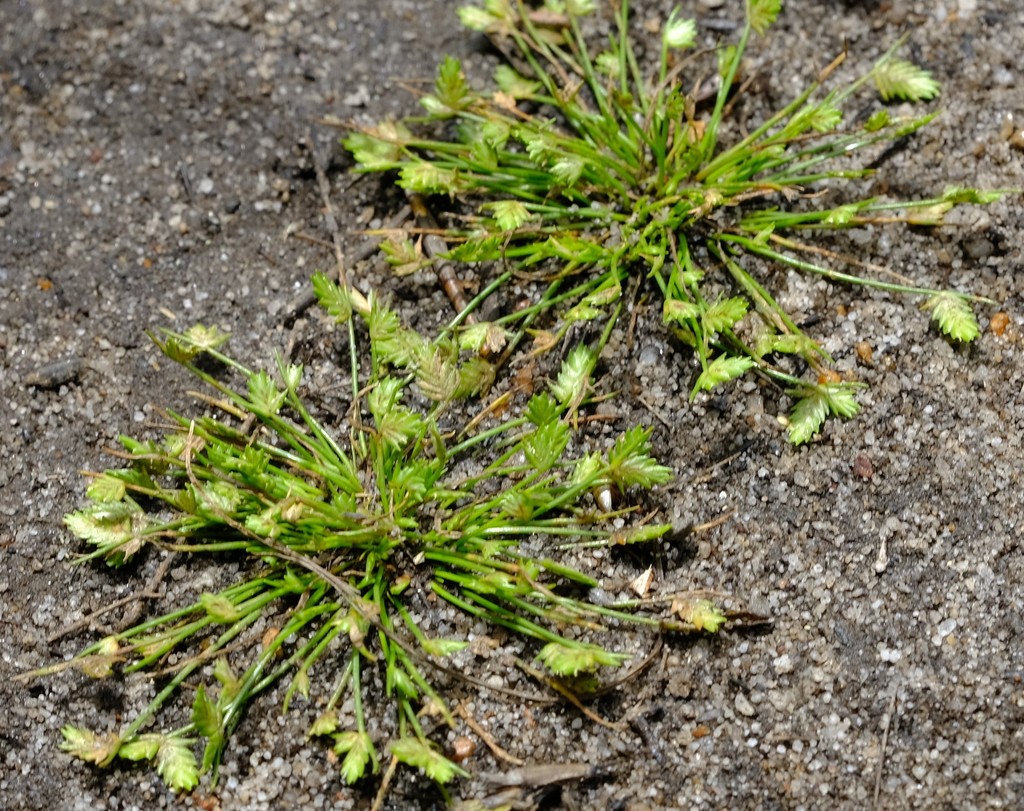 tiny flat-sedge from c1 on November 7, 2021 at 11:52 AM by Nick Helme ...