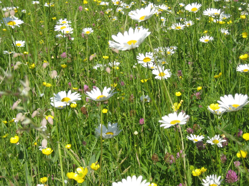 Wiesen-Margerite (MVP) · iNaturalist