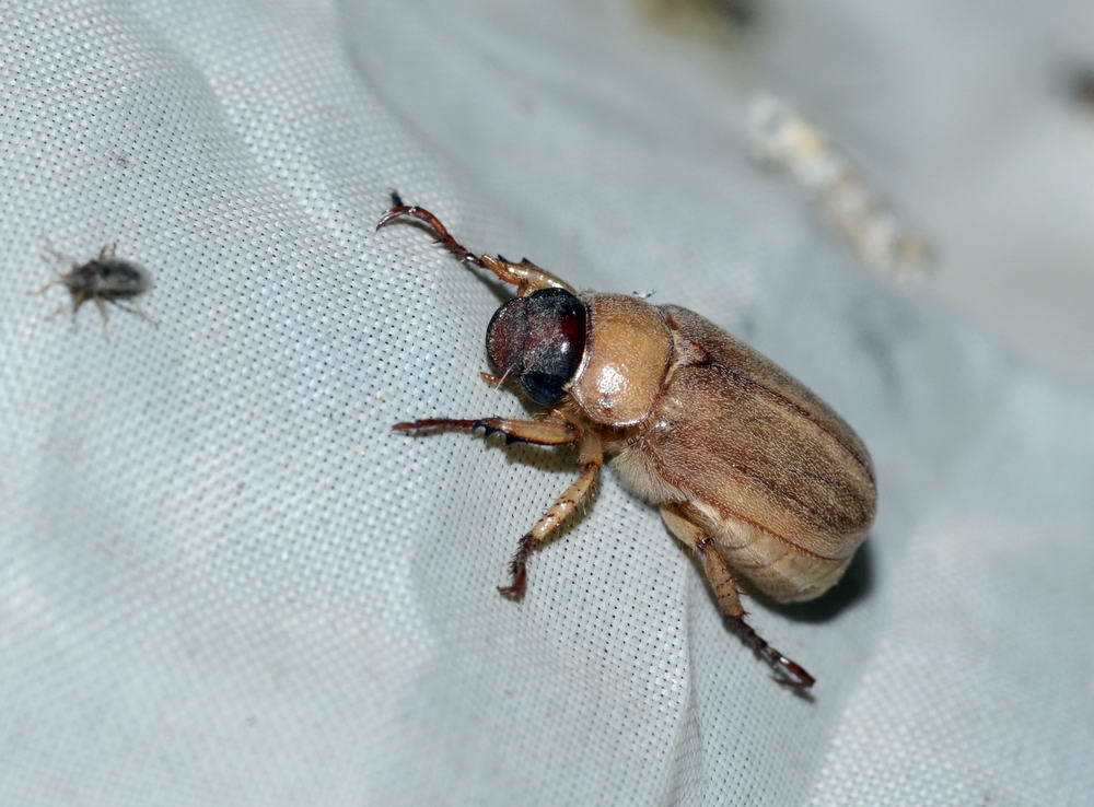 Adoretus nigrifrons (Steven, 1809)