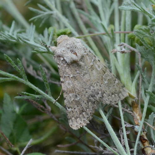 Rhiza minuta · iNaturalist