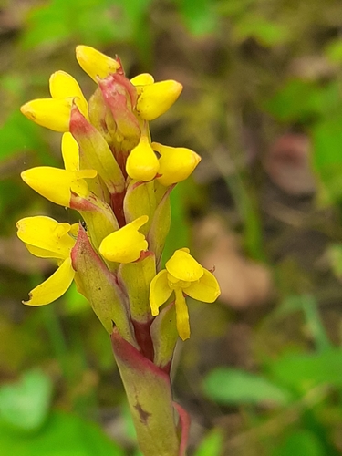 Golden Cob Disa (Liliopsida (Monocots) of the Mfolozi River catchment ...