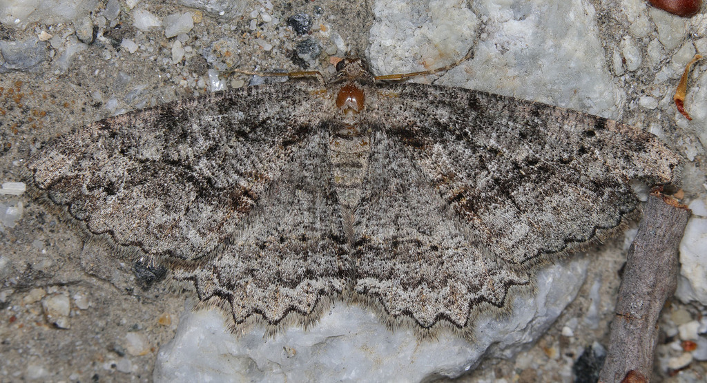 Brown-lined Looper from San Benito, California, United States on ...