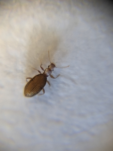 Eufallia seminivea · iNaturalist
