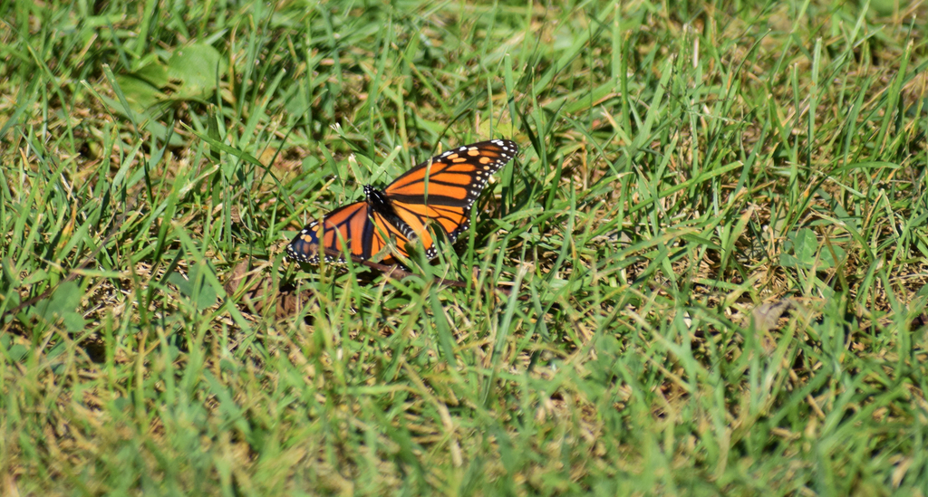 Monarch from Parc national du Canada de la Point-Pelée on September 24 ...