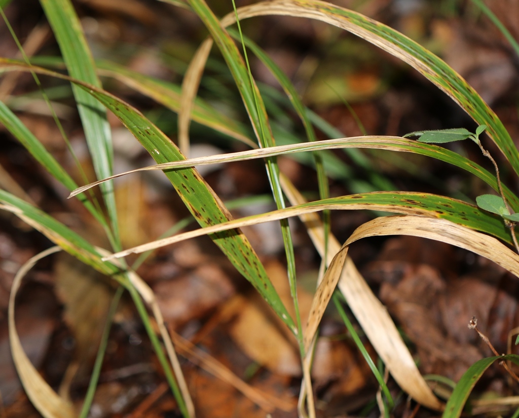 Slender Spikegrass from Polk, Arkansas, United States on November 03 ...