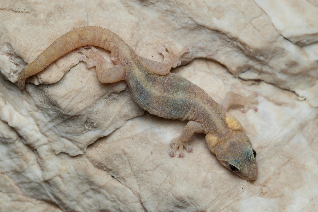 European Leaf-toed Gecko in July 2021 by Martin Galli · iNaturalist