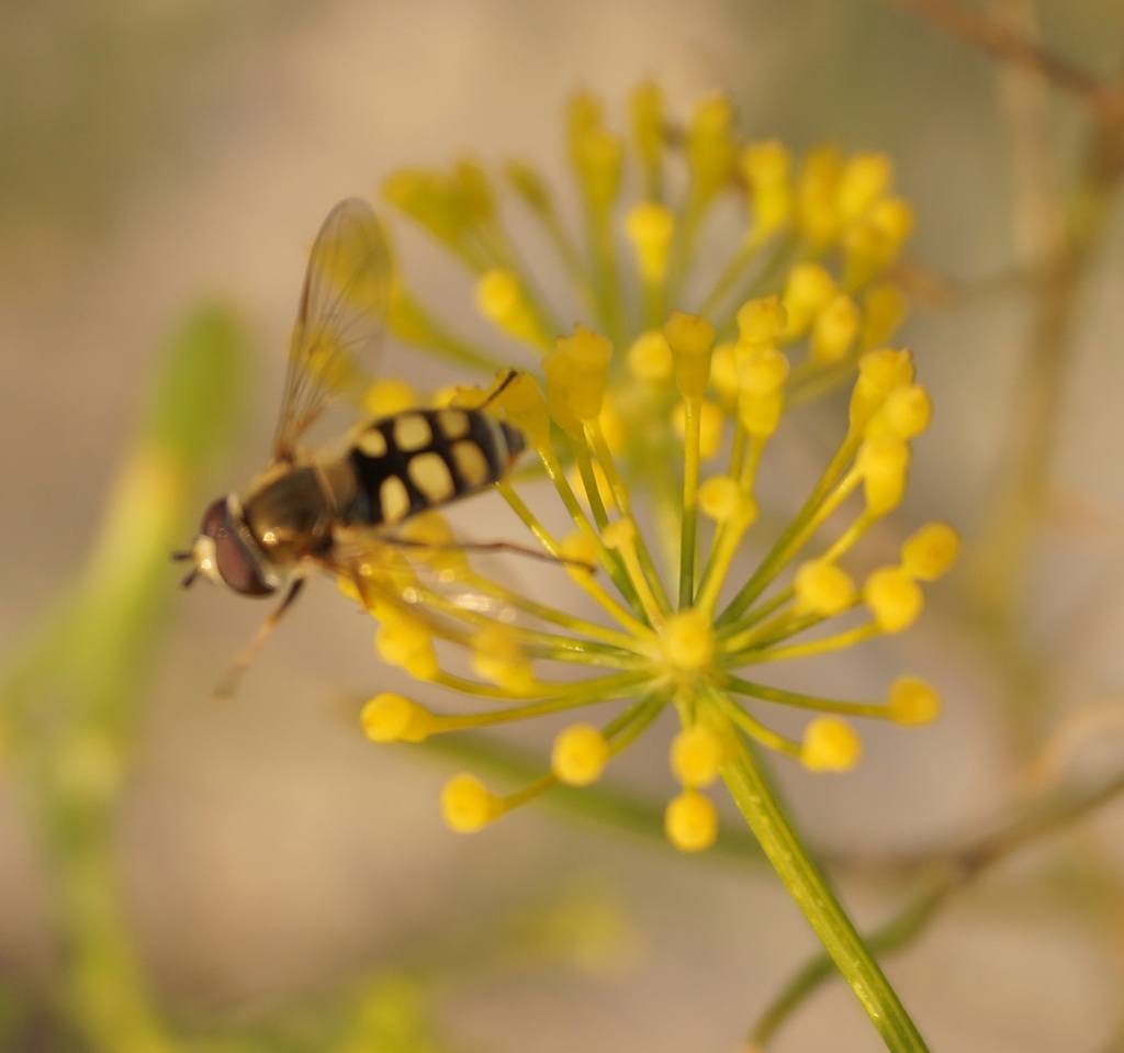 Migrant Hover Fly from Феодосия on November 07, 2021 at 03:38 PM by ...