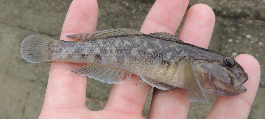 Neogobius from Белград, Сербия on November 7, 2021 at 12:15 PM by ...