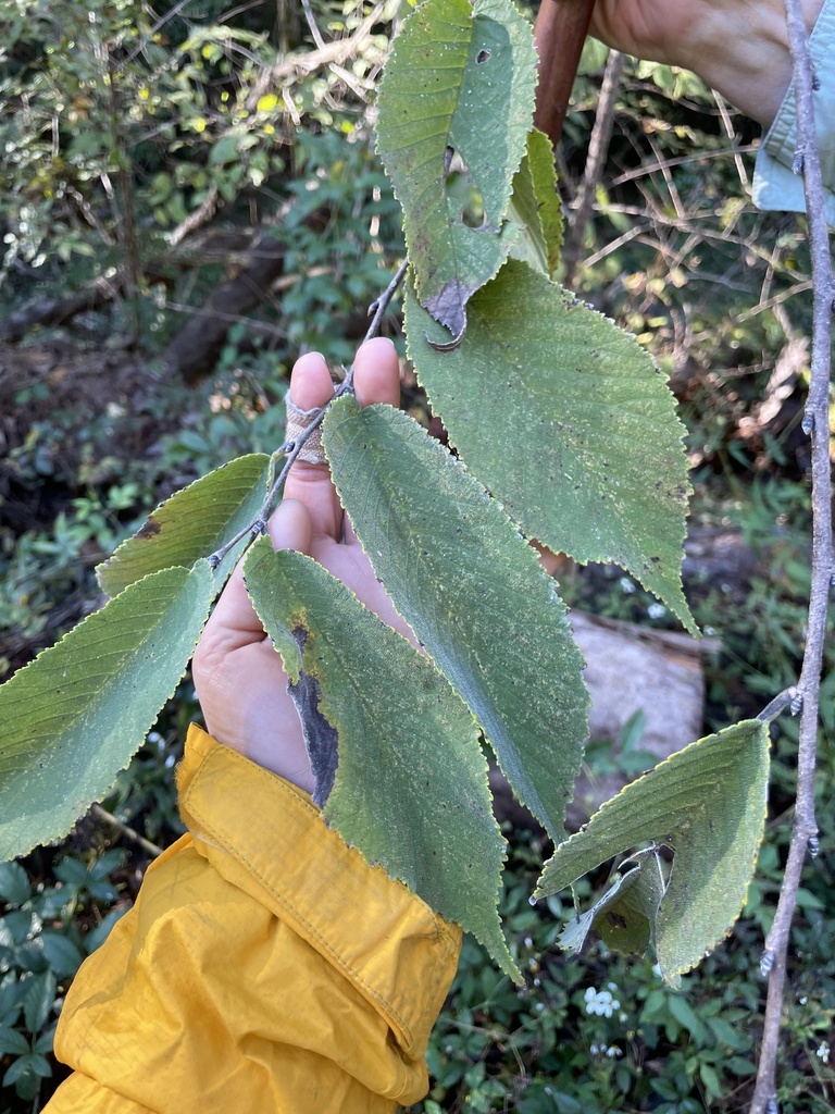 slippery elm in November 2021 by lillybyrd · iNaturalist