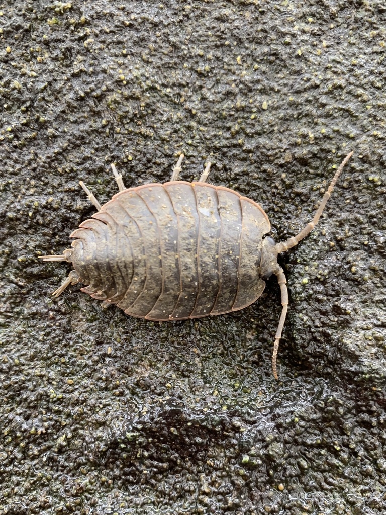 Common Rock Louse from North Pacific Ocean, Seal Rock, OR, US on ...