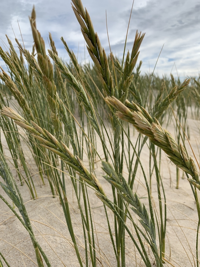 Sea Wheat from WC, ZA on November 06, 2021 at 05:01 PM by Dave ...