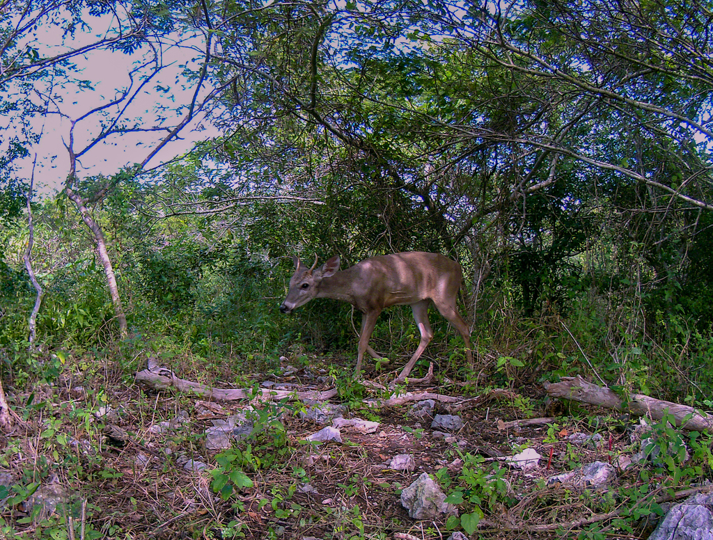 White-tailed Deer from Telchac Puerto, Yuc., México on May 22, 2020 at ...