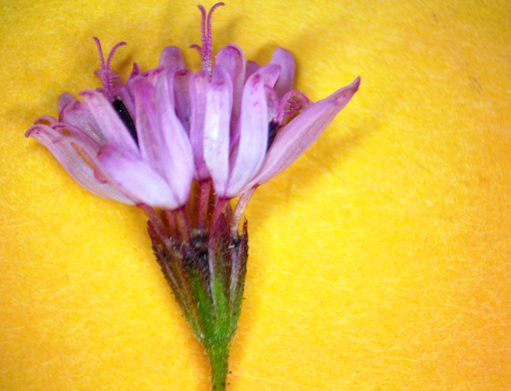 Small Palafox from Bastrop County, TX, USA on November 07, 2021 at 11: ...