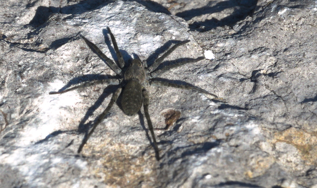 Stone Spider from Toronto, ON, Canada on November 7, 2021 at 12:00 PM ...