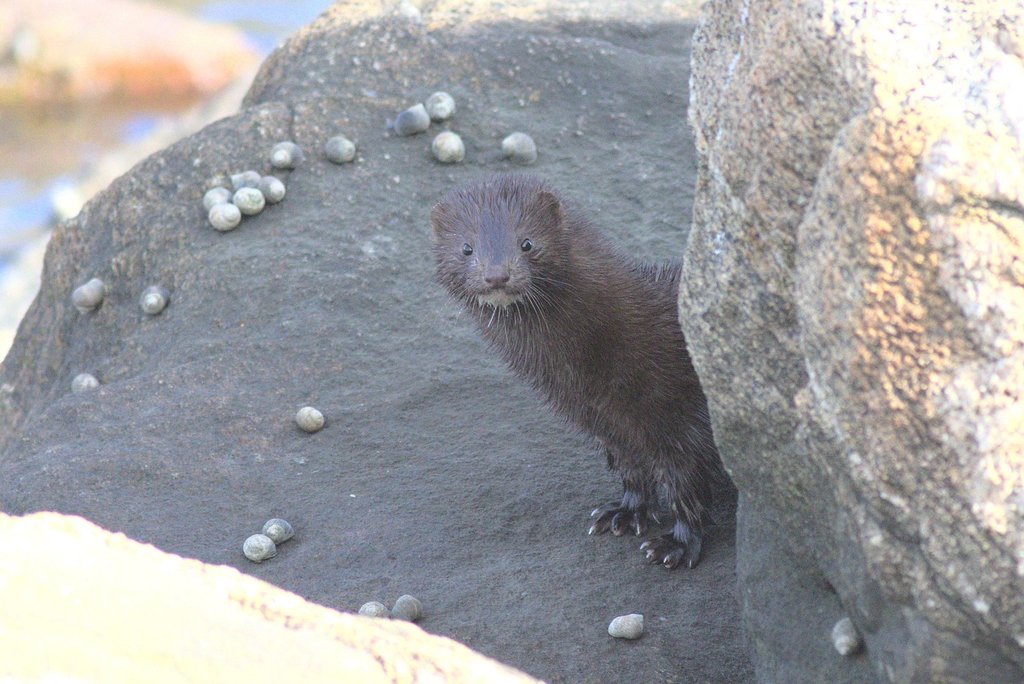 Common Mink (Neogale vison mink) - Know Your Mammals