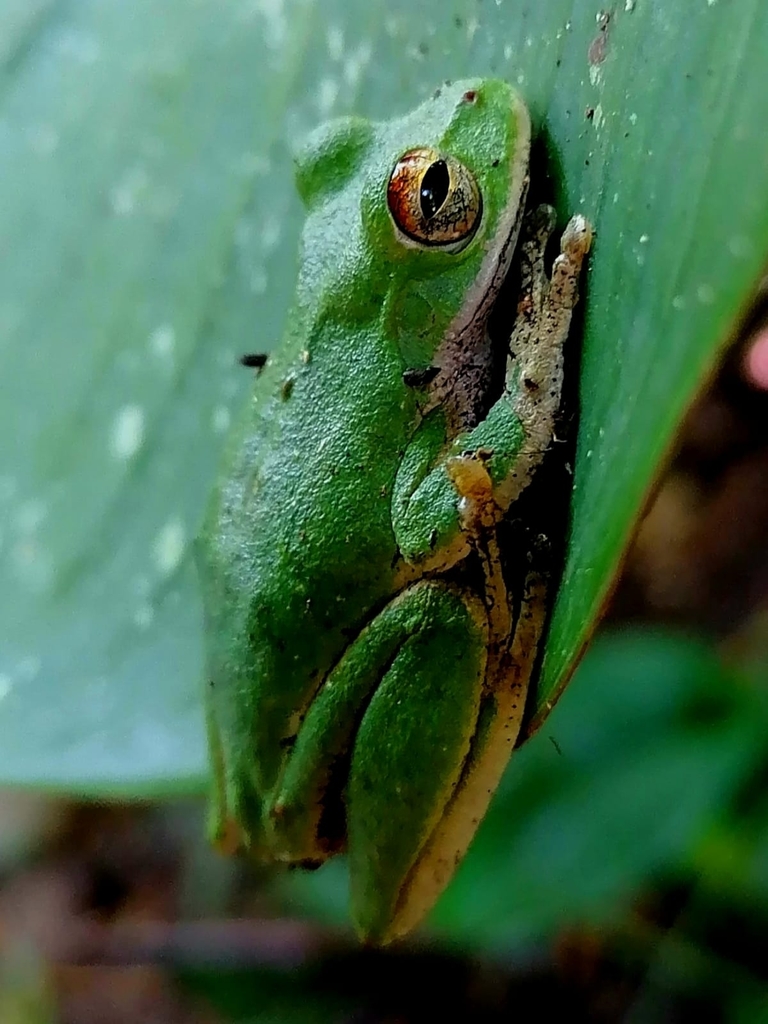 Small-eared Tree Frog from 79910 S.L.P., México on November 07, 2021 at 01:31 PM by J Alejandro ...