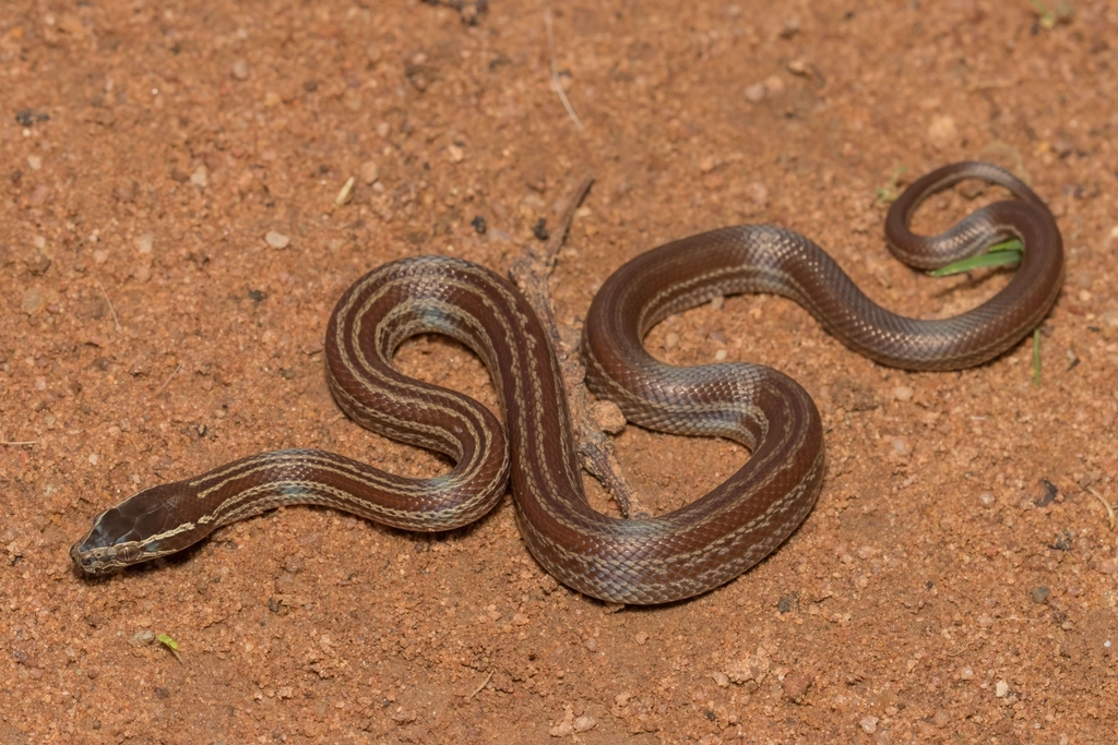 Cape House Snake from Howick, 3290, South Africa on October 31, 2021 by ...