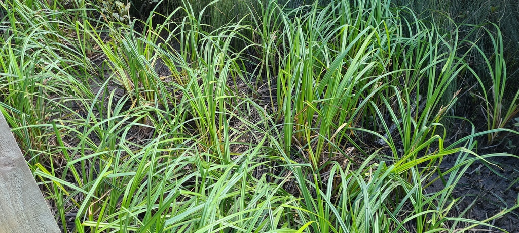 Sword Grass from Westmere, Auckland, New Zealand on November 2, 2021 at ...