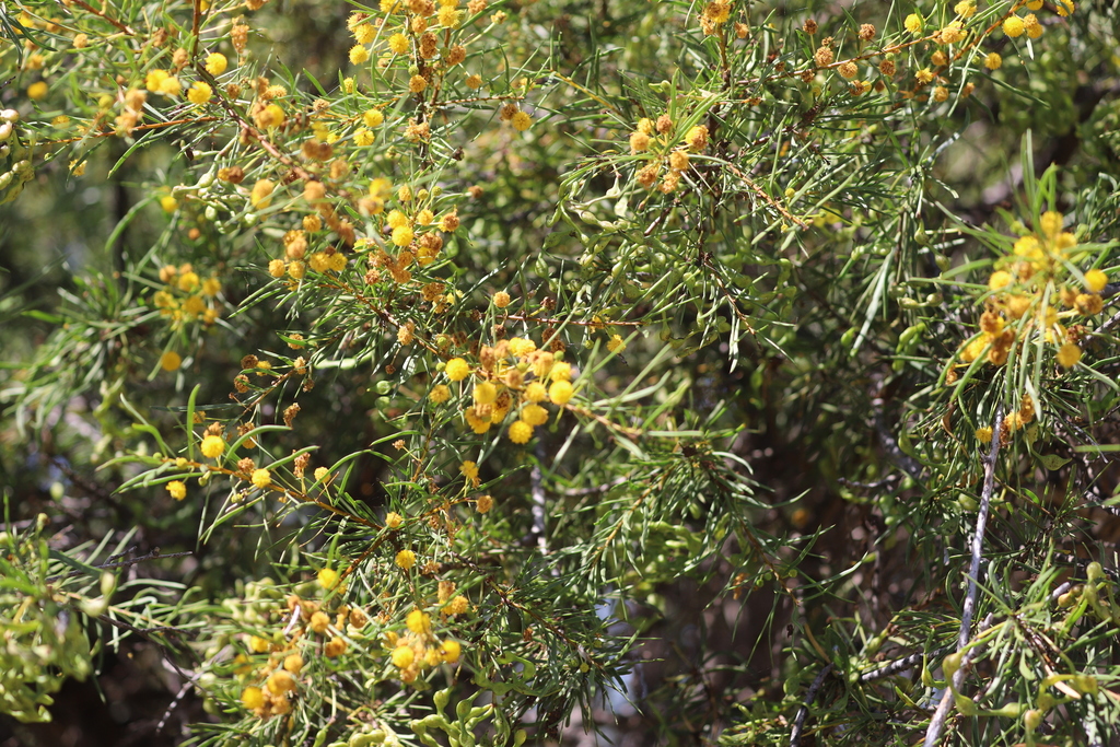 Acacia coriacea pendens from Minilya WA 6701, Australia on August 25 ...