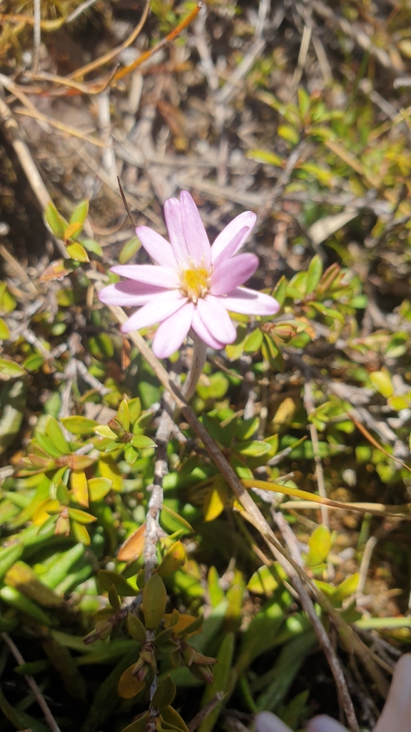 mountain daisies from Denniston, New Zealand on November 5, 2021 at 02: ...
