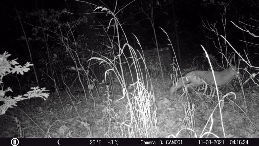 Eastern American Red Fox from Stow, OH, USA on November 03, 2021 at 04: ...