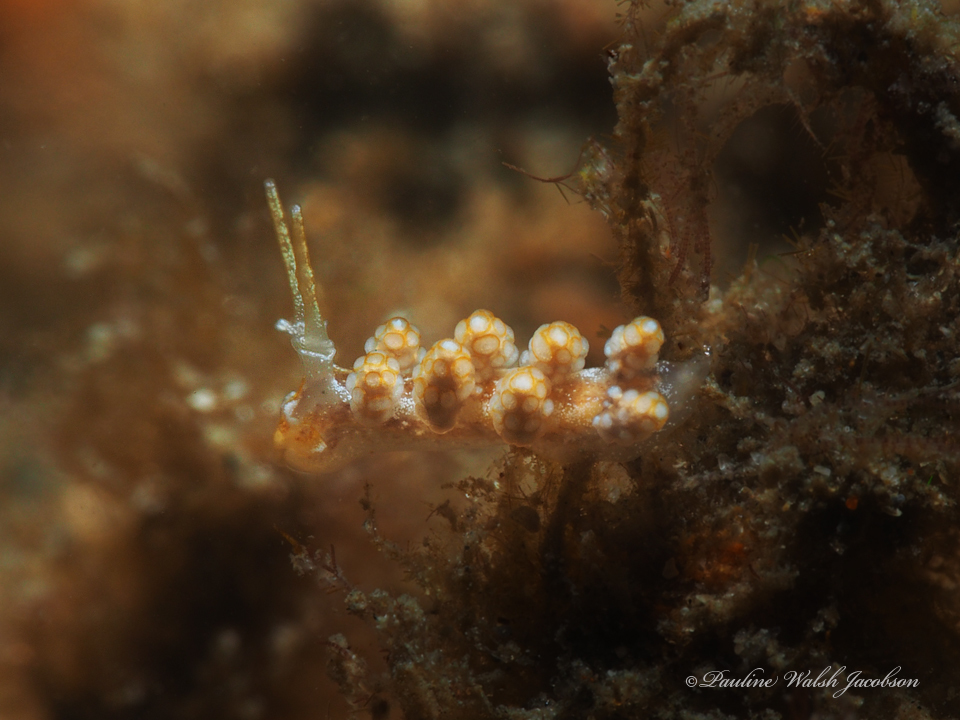 Doto torrelavega (Nudibranchs of the Eastern United States) · iNaturalist