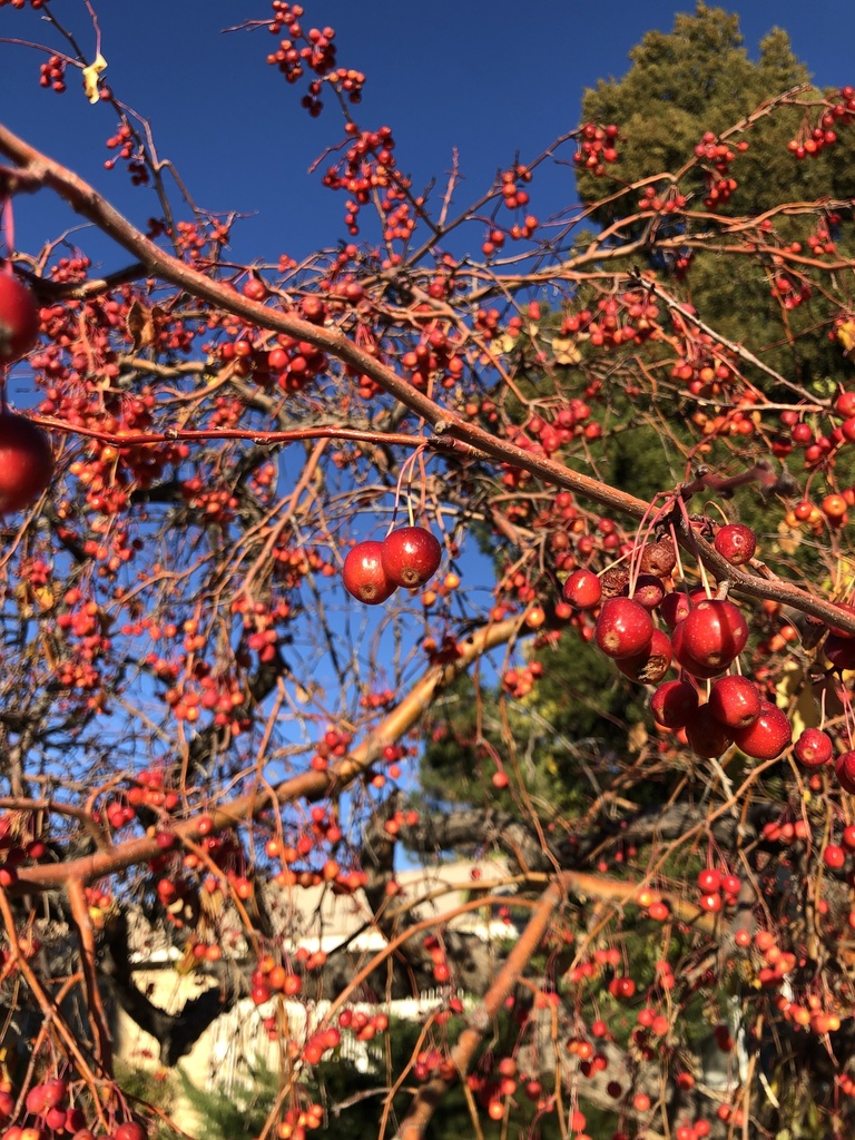Maleae from Morningside Dr SE, Albuquerque, NM, US on November 07, 2021 ...