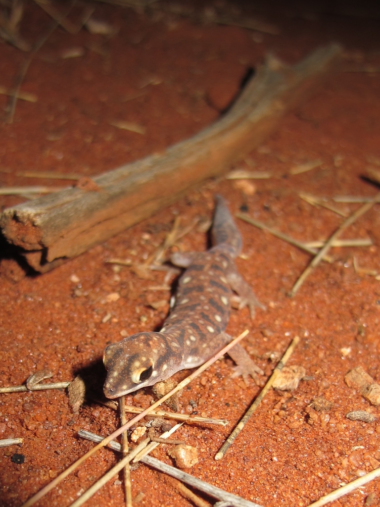 Beaked Gecko (Hamelin Animals) · iNaturalist