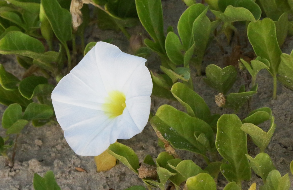 beach morning-glory from Bolivar Peninsula, TX, USA on August 24, 2021 ...