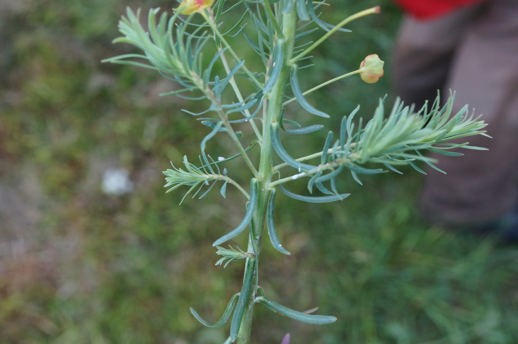 Cypress Spurge (Noxious Weeds of Colorado) · iNaturalist