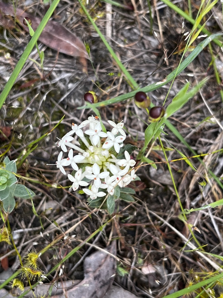 Common Rice-flower from Sparrow Ground Reserve, Canadian, VIC, AU on ...