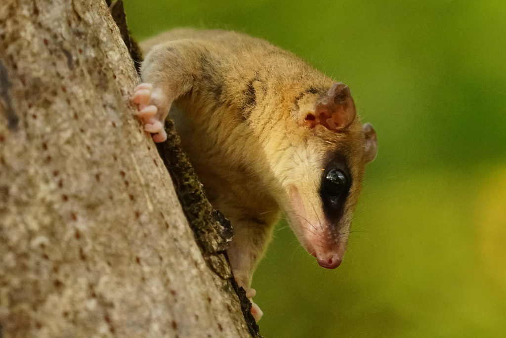 Mouse Opossums (Marmosa) - Know Your Mammals