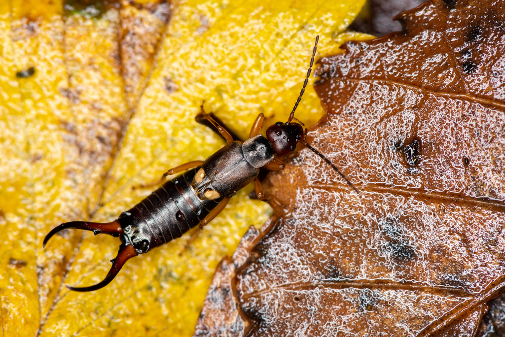 European Earwig (Arthropods of the Jordan River Nature Center ...