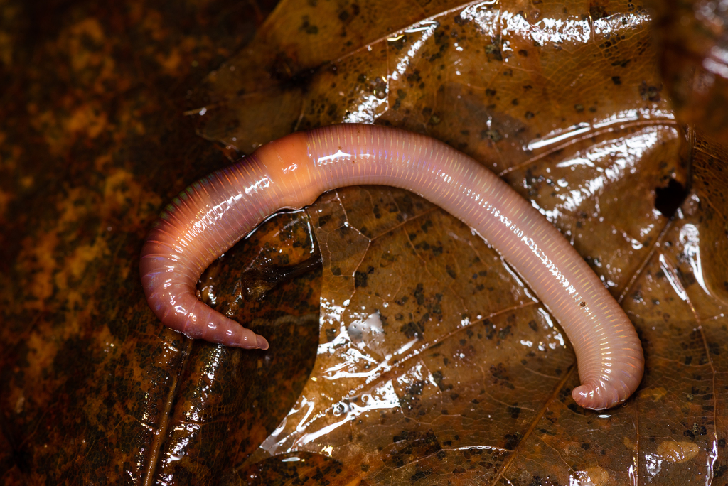 Redhead Worm from Московская обл., Россия on November 8, 2021 at 01:25 ...