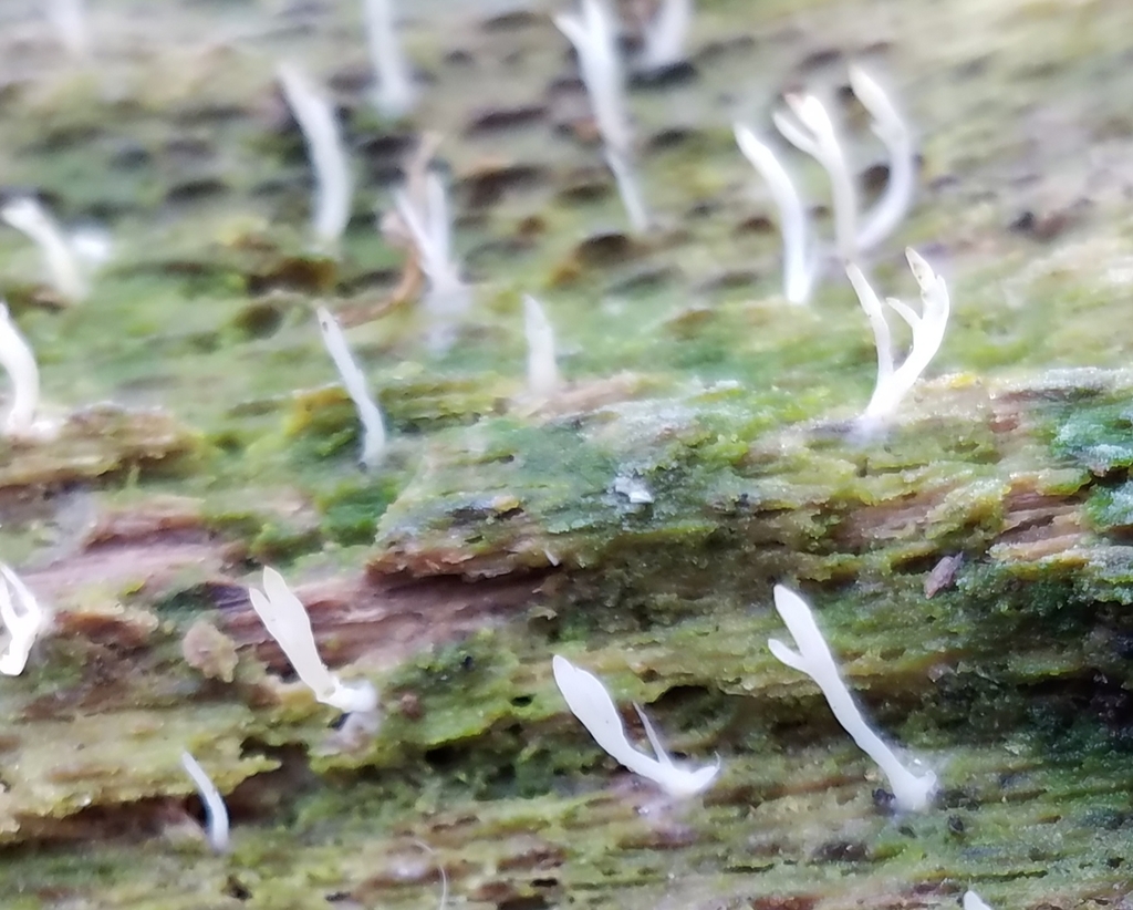 White green-algae coral from Hampstead, MD 21074, USA on November 7 ...