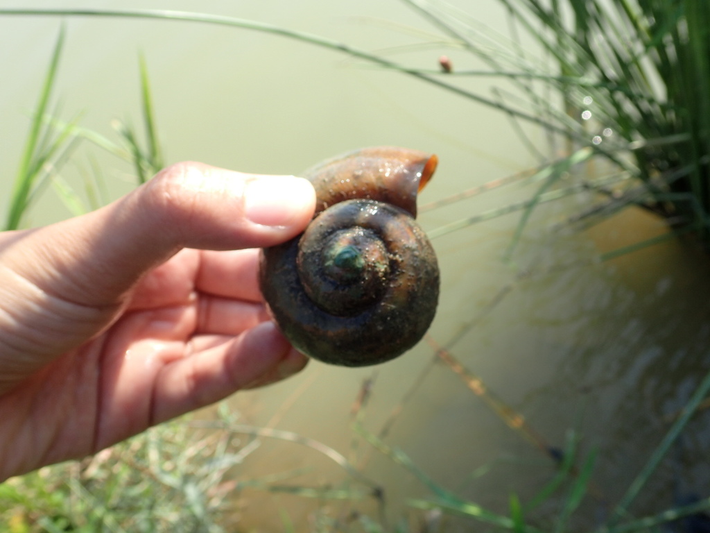 Channeled Apple Snail from Putrajaya, Putrajaya, Malaysia on April 29 ...