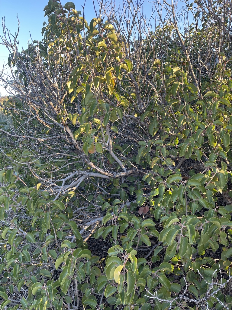 sugar bush from San Bernardino National Forest, Riverside County, US-CA ...
