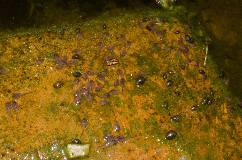 Liuixalus romeri (Smith, 1953)