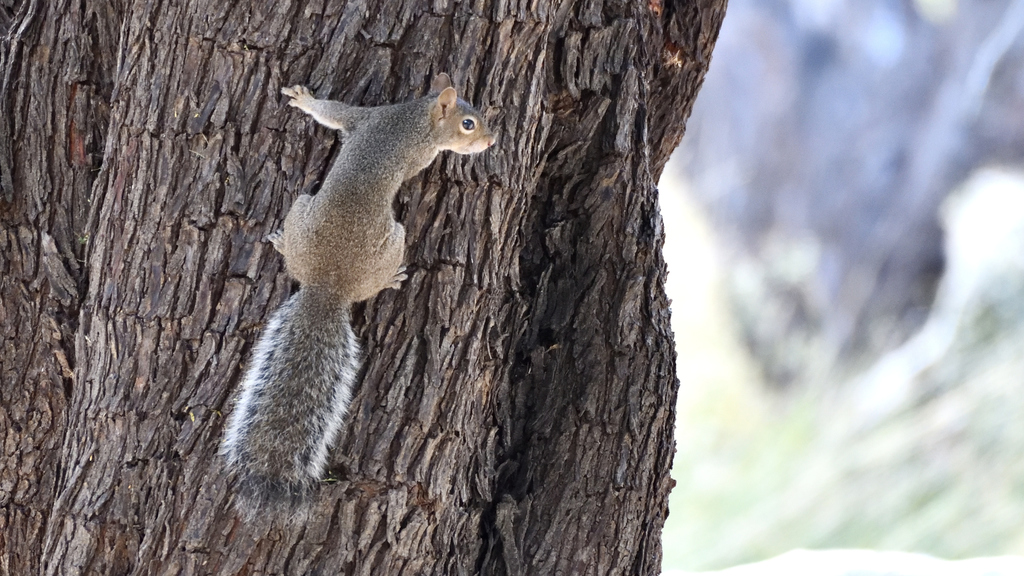 Allen's Squirrel from Bustamante, Nuevo León, Mexico on November 2 ...