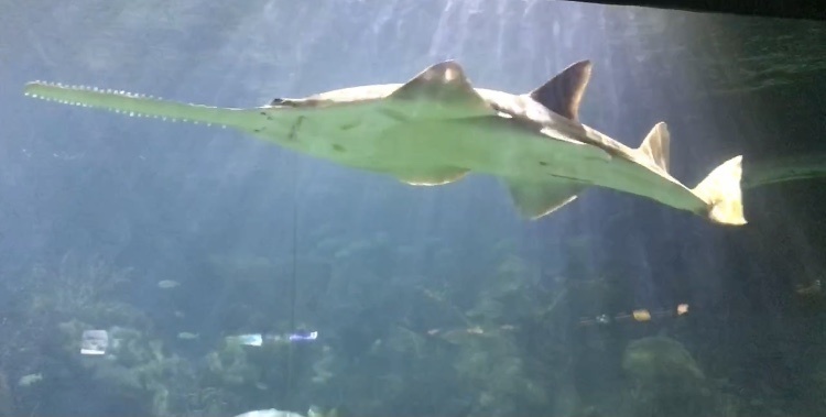Common Sawfish from Ricardo Flores Magón, Veracruz, VER, MX on November ...
