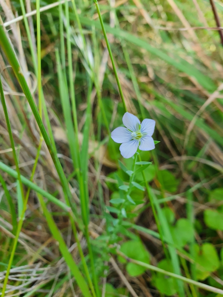 Australian Flax from Hutton Rd/Perry Rd, Keysborough VIC 3173 ...