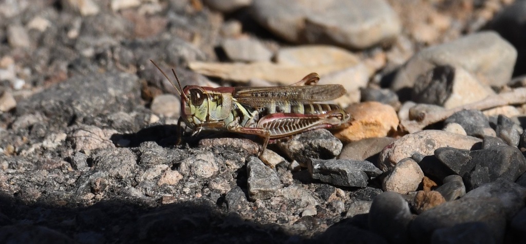 North American Spur-throated Grasshoppers from Clark County, NV, USA on ...