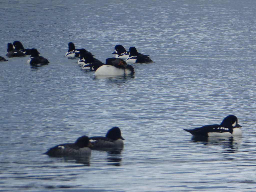 Barrow's Goldeneye from Mayne Island, BC, Canada on November 05, 2021 ...