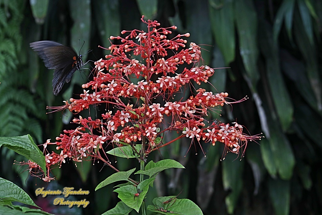 Great Mormon Swallowtail from Jl. Palasari, Sundawenang, Kec. Parung ...