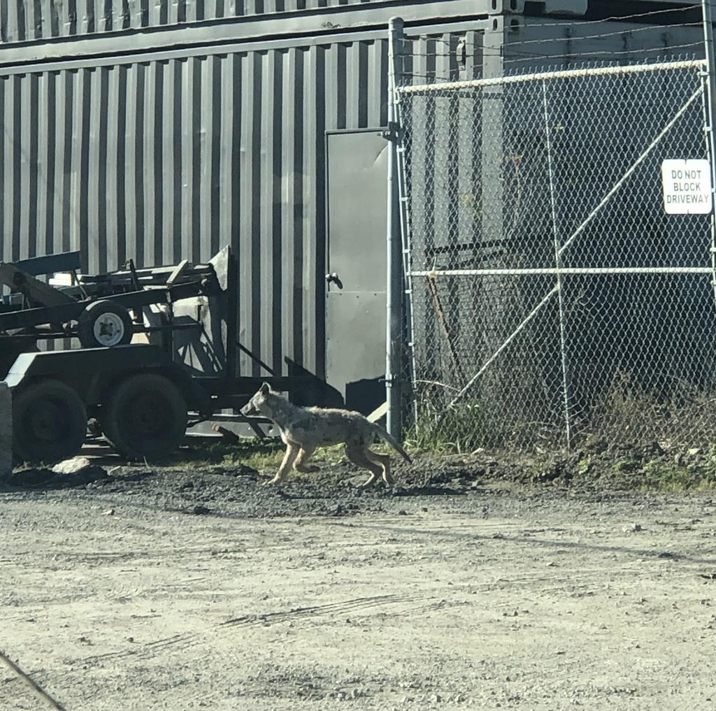 Coyote from Unwin Ave, Toronto, ON, CA on November 07, 2021 at 01:04 PM ...